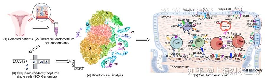【再添署名文章】李明清研究员团队在《Theranostics》发表最新RIF子宫内膜图谱研究 - 知乎