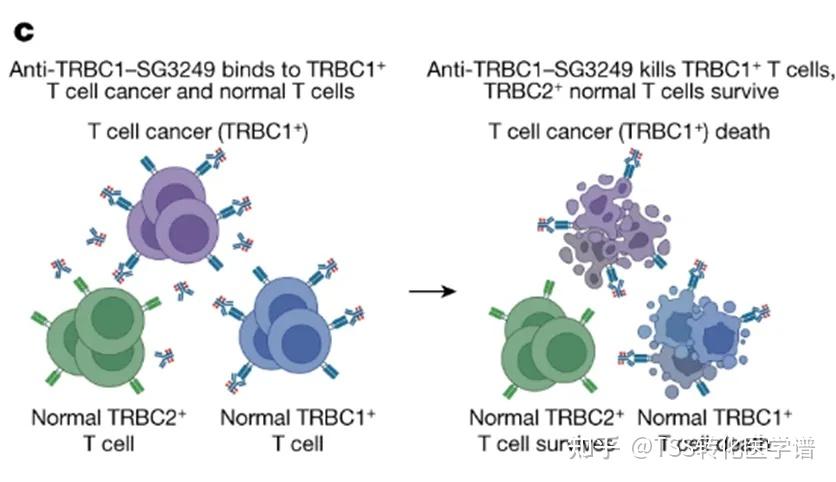 【Nature】靶向TRBC1-ADC治疗T细胞白血病或淋巴瘤 - 知乎