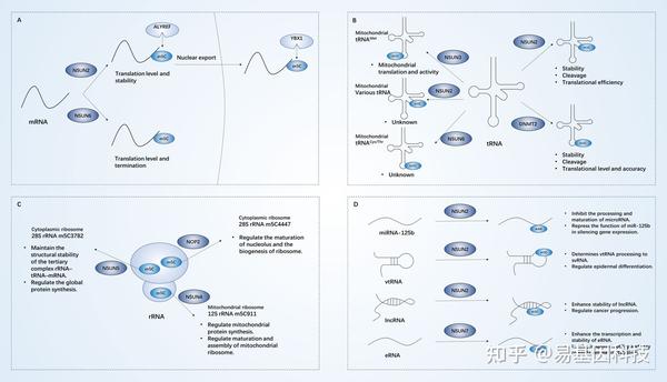 易基因：m5C RNA甲基转移酶及其在癌症中的潜在作用机制｜深度综述 - 知乎