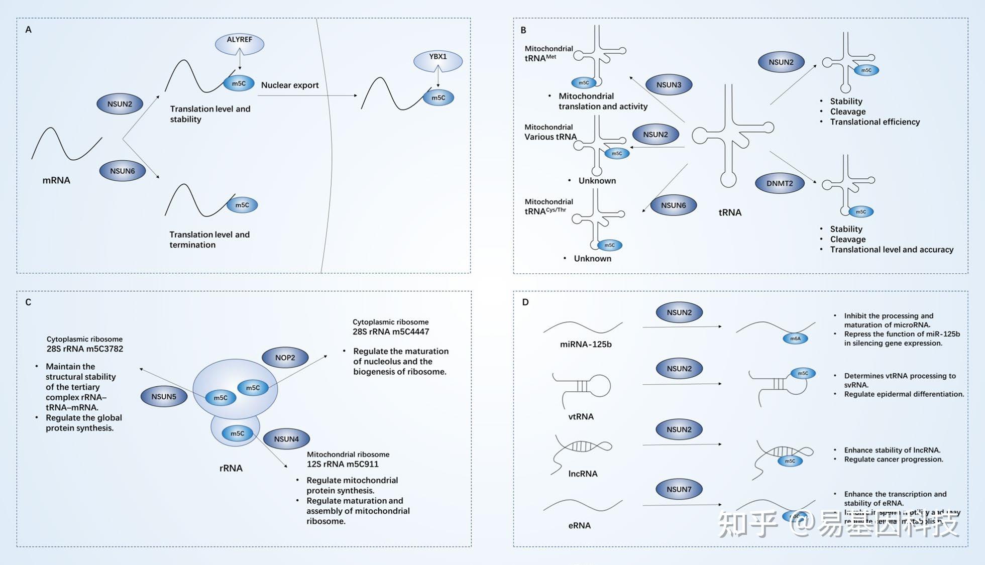 易基因：m5C RNA甲基转移酶及其在癌症中的潜在作用机制｜深度综述 - 知乎