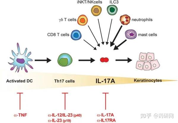 大热靶点IL-17丨百家争鸣 力争上游 - 知乎