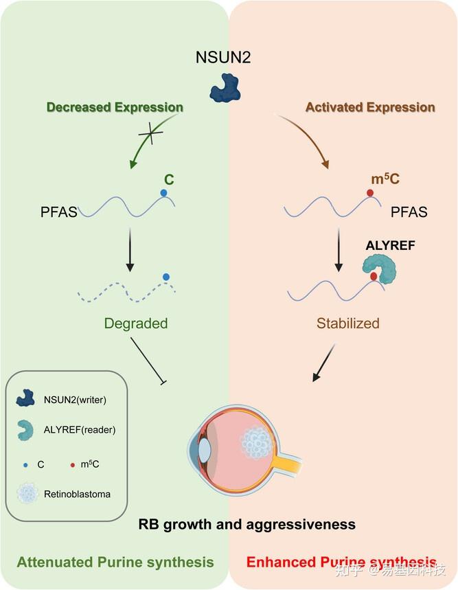 易基因：NSUN2介导的m5C RNA甲基化在视网膜母细胞瘤进展中的重要作用 | 科研速递 - 知乎