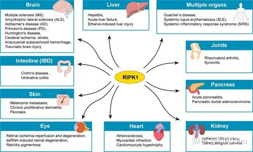 RIP1抑制剂：当前管线及最新进展 - 知乎