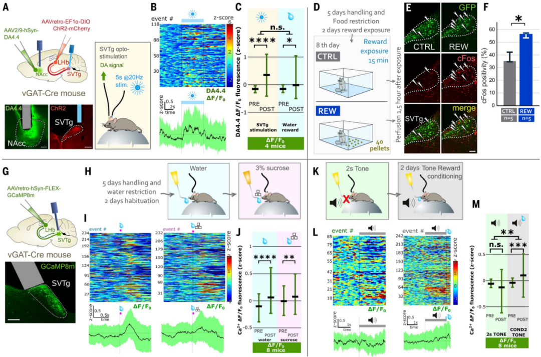 客户文章丨Science丨揭秘新奖赏中枢：从神秘核团到情绪密码 - 知乎