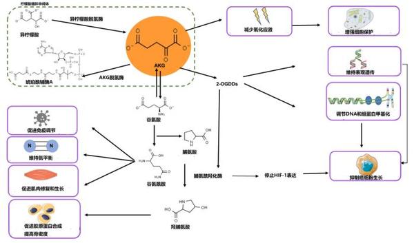 新加坡抗衰国师带你了解热门抗衰物质AKG背后的秘密 - 知乎