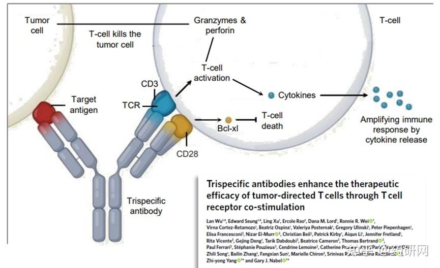 靶点梳理丨CD28卷土重来 - 知乎