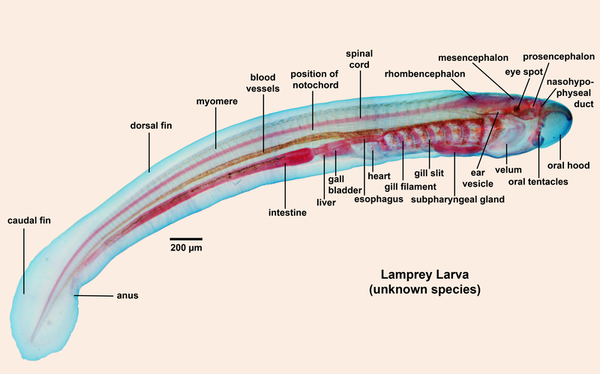 图说消化系统(Digestive system)·脊椎动物 - 知乎