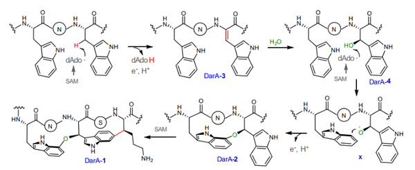 上海交大邓子新团队合作揭示超级抗生素darobactin的生物合成机制_交大智慧_上海交通大学新闻学术网 - 知乎
