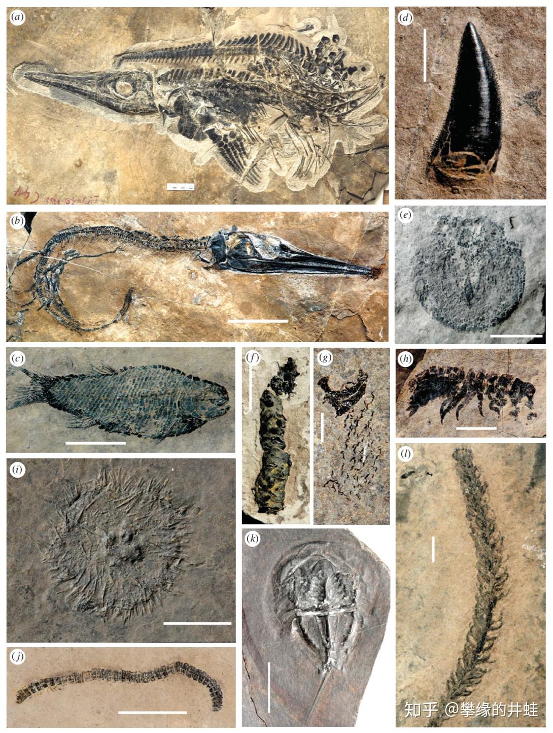 【地球演义】中生代-三叠纪-城头变幻大王旗（下） - 知乎
