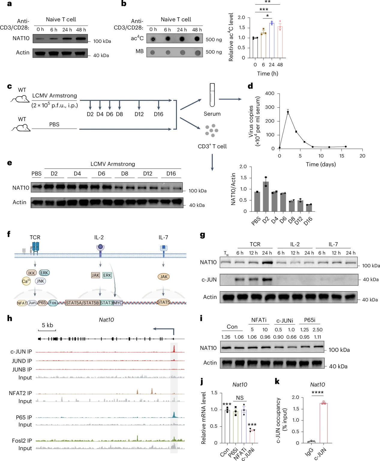 云序用户Nat Immu IF 27.7|acRIP-seq，Ribo-seq，RNA-seq联合揭秘ac4C修饰调控网络 - 知乎