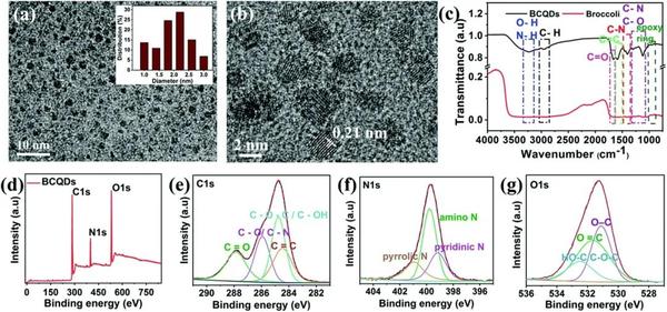 Biomater Sci:西兰花衍生碳量子点的PDT效应在突变秀丽隐杆线虫模型中得到证实 - 知乎