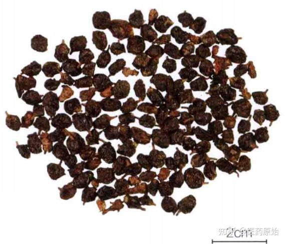 带你识别沙棘 - 知乎