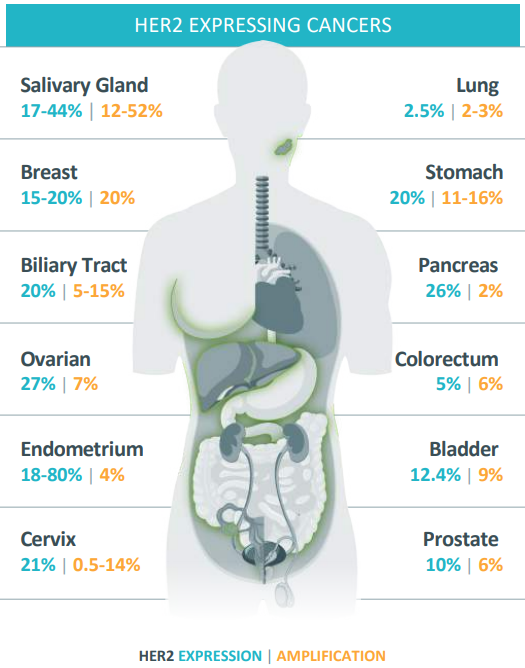 崭露头角的HER2后浪 —ZW25临床研究进展 - 知乎
