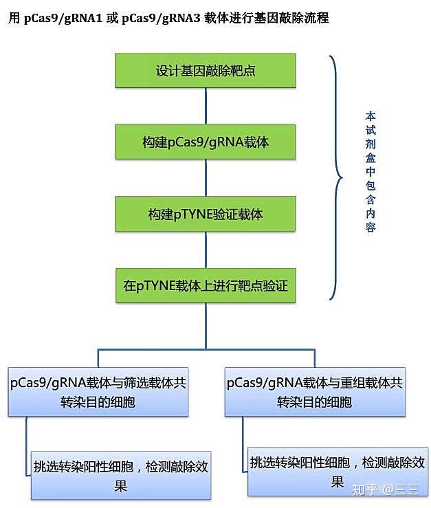 CRISPR/Cas9基因敲除原理及实验建议 - 知乎