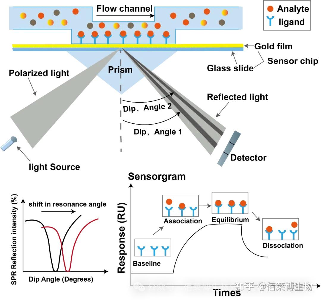 药物与蛋白亲和力检测(SPR法) 实验 - 知乎