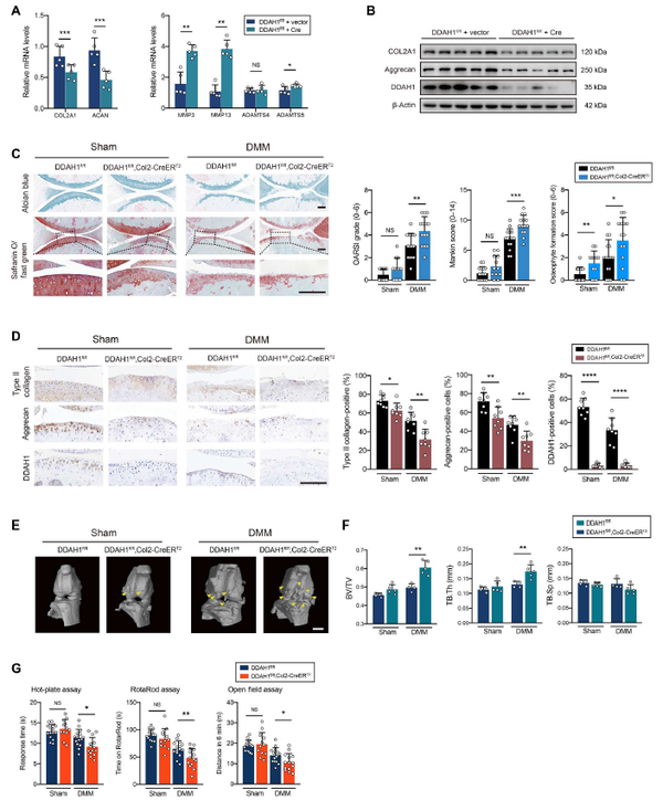 又一个生物标志物ADMA被发现！可为OA治疗提供新方向! - 知乎