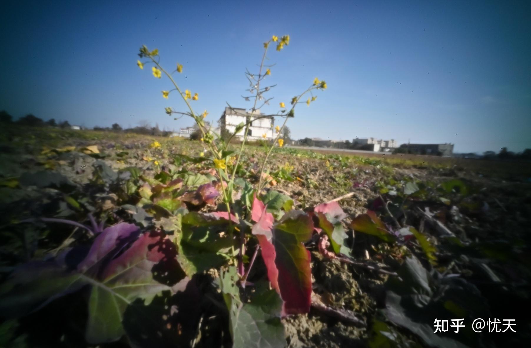 那年今日:1月11日 2025 · 针眼儿看成都-拆迁后的城中村(2) - 知乎