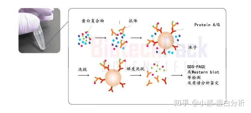 CO-IP和Pull Down比较解析蛋白结构 - 知乎