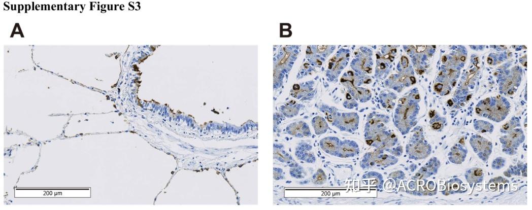 重塑ADC疗效路径：TA-MUC1让药物更准、更快、更有效 - 知乎