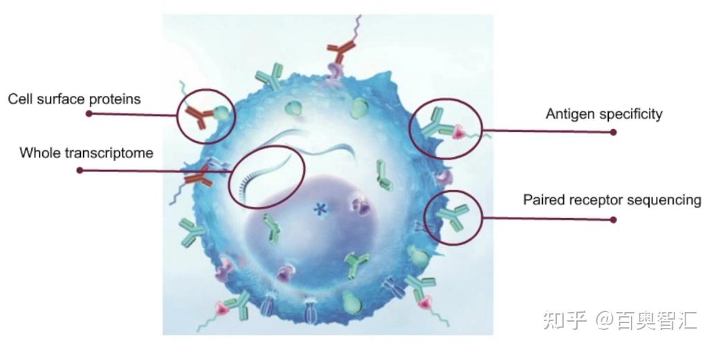 单细胞转录组+表面蛋白测序技术（CITE-seq）全流程解析 - 知乎