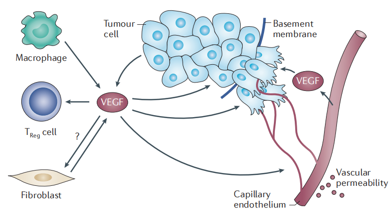 全面解析！靶向VEGF重塑肿瘤微环境策略 - 知乎