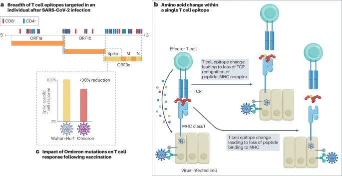Nature Review: SARS-CoV-2 variant biology: immune escape , transmission ...