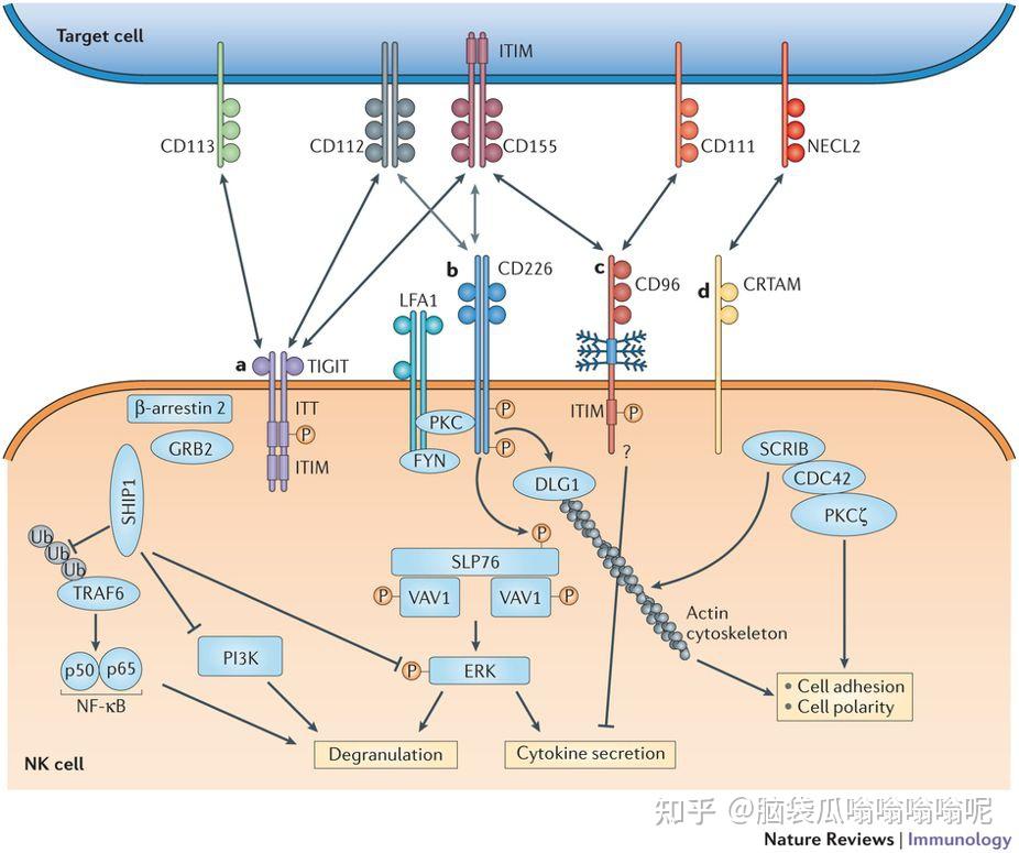 TIGIT靶点调研 - 知乎