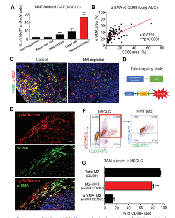 Smad3通过巨噬细胞-成纤维细胞转化促进肿瘤相关成纤维细胞生成 - 知乎