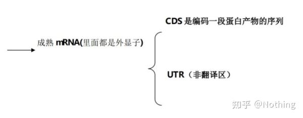 外显子、内含子、mRNA、CDS、ORF区别与联系 - 知乎