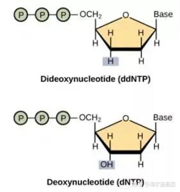 Sanger测序已经成过去式了？不！它比你想象的更强大 - 知乎