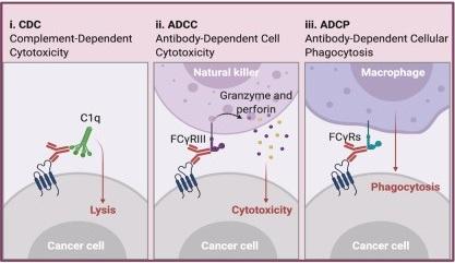 抗体-药物偶联物（ADC）的设计原理与作用机制 - 知乎