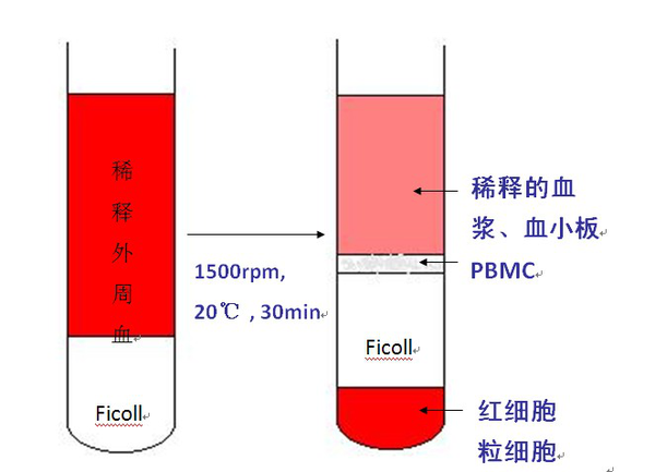 如何分离外周血中PBMC ？ - 知乎