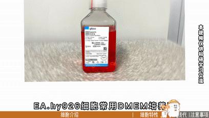 EA.hy926细胞培养，人脐静脉细胞融合细胞培养攻略 - 丰晖生物 - 知乎