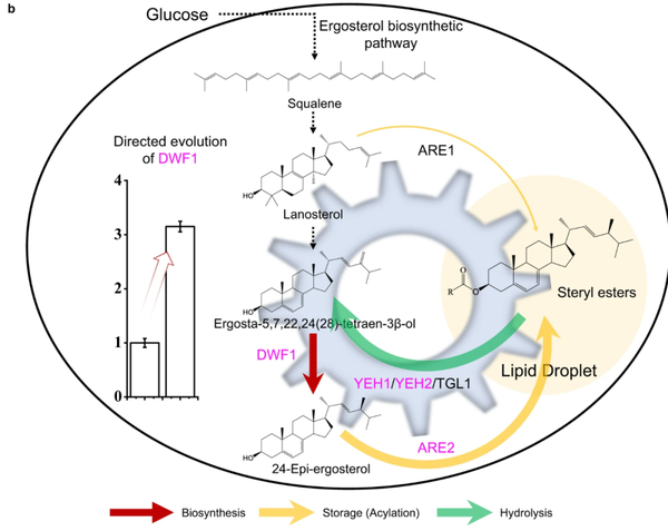 Nature子刊：浙大团队提高酵母合成甾醇产量，植物第六大激素有望实现工业化合成 - 知乎