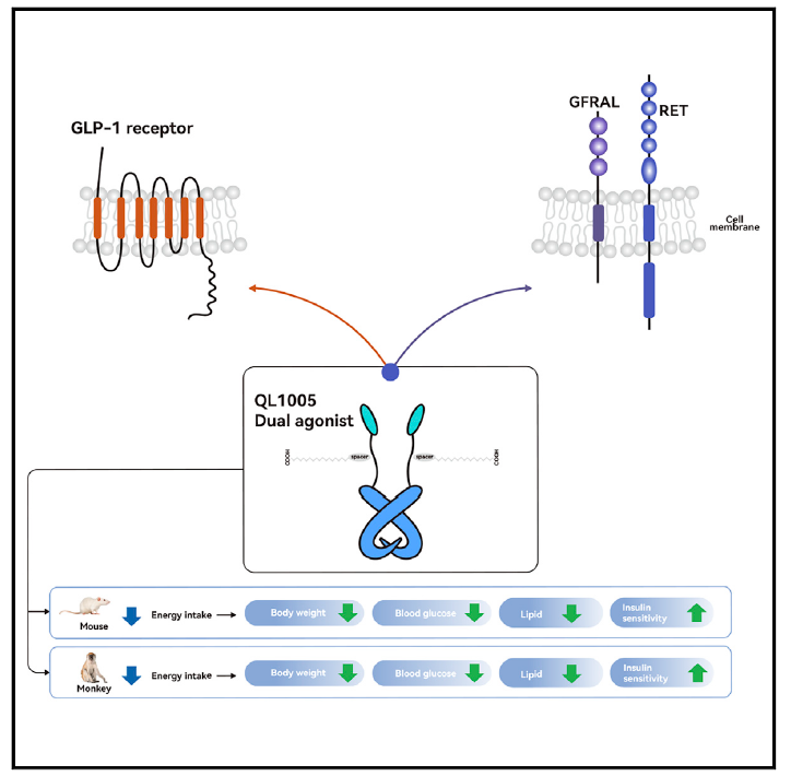 Cell Metab︱质肽生物团队揭示治疗肥胖的新型双靶点长效融合蛋白 - 知乎