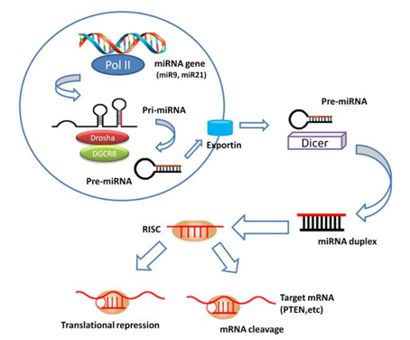 【耀文解读】环状RNA(circRNA)的miRNA分子海绵功能与潜在医学转化 - 知乎