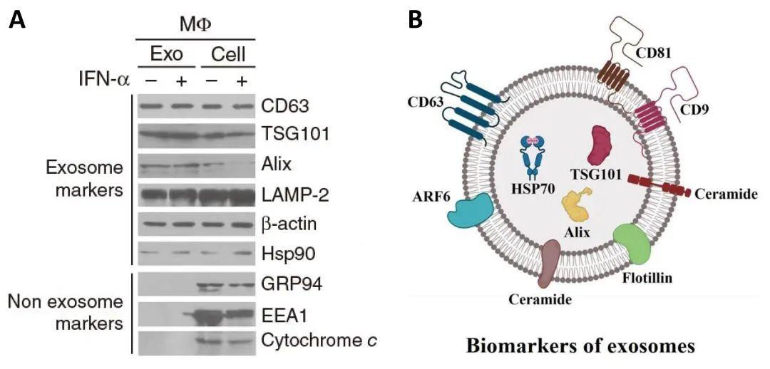 外泌体研究攻略 | 形成机理、分离鉴定手段、前沿应用进展，一文全get！ - 知乎