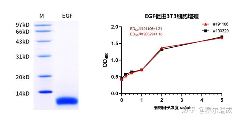 EGF和bFGF - 知乎