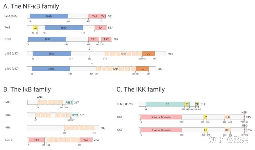 信号通路是什么鬼？先给你们讲讲难啃的 NF-κB 信号通路…… - 知乎