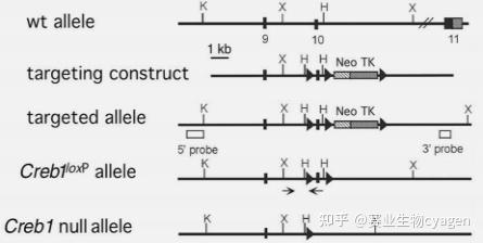 一文带你了解Creb1基因——研究神经系统及肌肉再生的关键基因 - 知乎