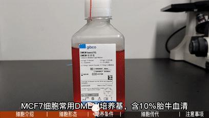 MCF7（MCF-7）细胞培养，人乳腺癌细胞培养攻略 - 知乎