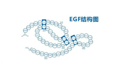 科普： 你知道EGF是什么吗？ - 知乎