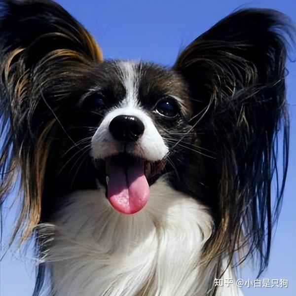 这6种“小型犬”，买时看不上，却越养越香 - 知乎