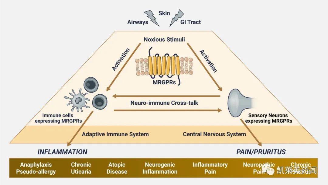 首创口服MRGPRX2拮抗剂：Escient 的EP262获FDA的IND许可，开展首次人体试验 - 知乎