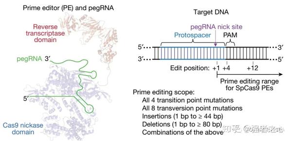 一文读懂植物基因编辑最新工具：Prime Editor - 知乎