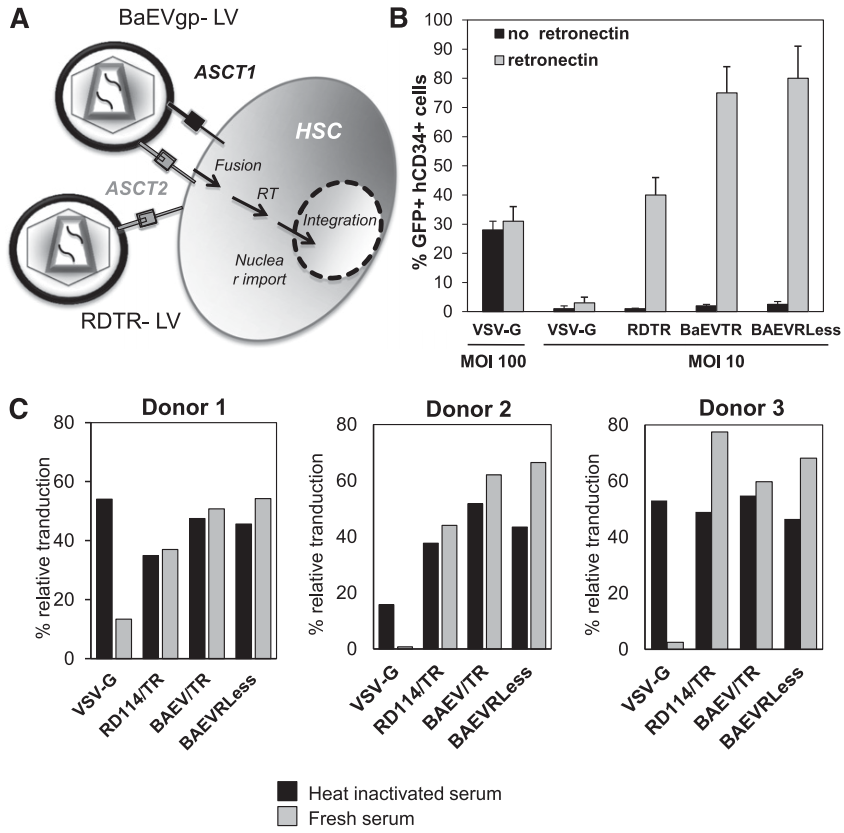 【新品推荐】狒狒内源性逆转录病毒包膜糖蛋白假型慢病毒（BaEV-LVs）——实现低剂量、低细胞因子依赖及高静止期细胞转导 - 知乎