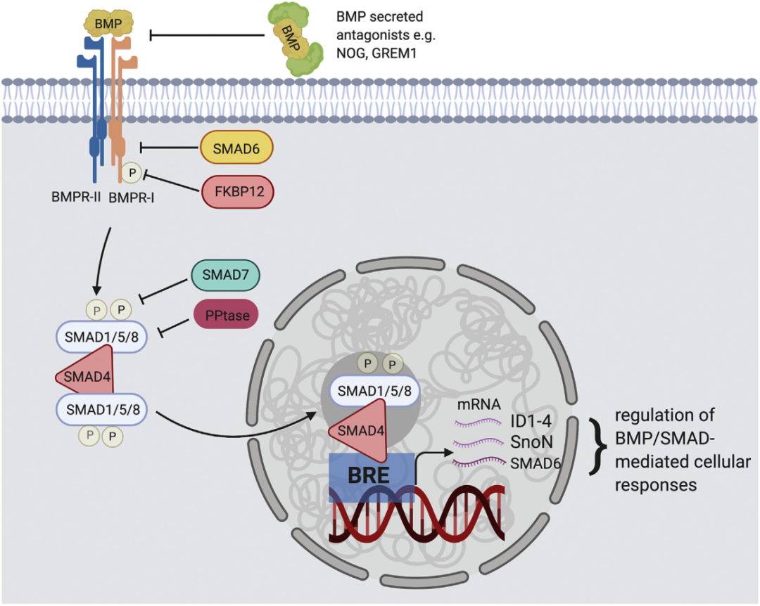 BMP蛋白通路检测与Noggin蛋白活性检测 - 知乎