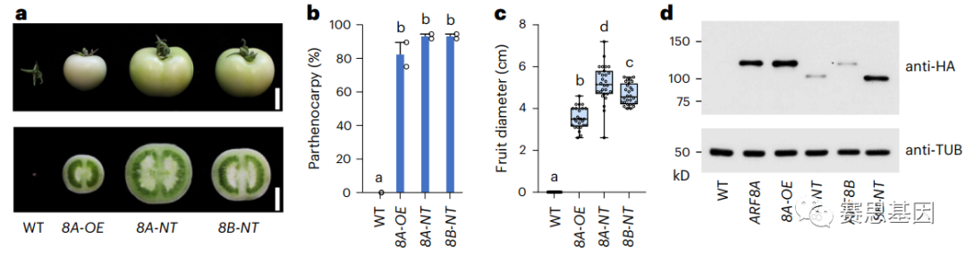 【NAT PLANTS】四种A类生长素响应因子可在抑制坐果的情况下促进番茄果实生长 - 知乎