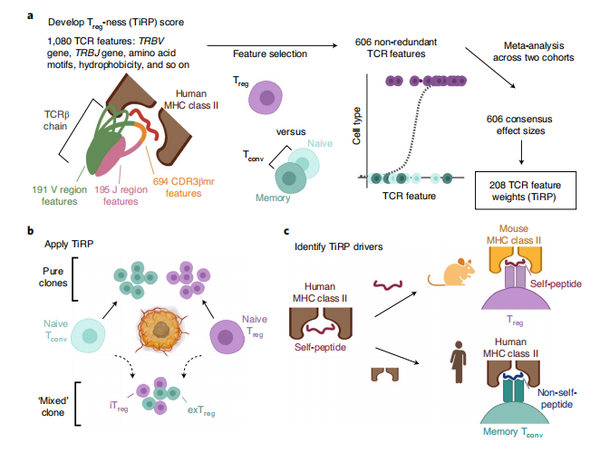 Nat Immu | 调节性T细胞的TCR序列特征决定其命运，可应用于肿瘤微环境改造 - 知乎
