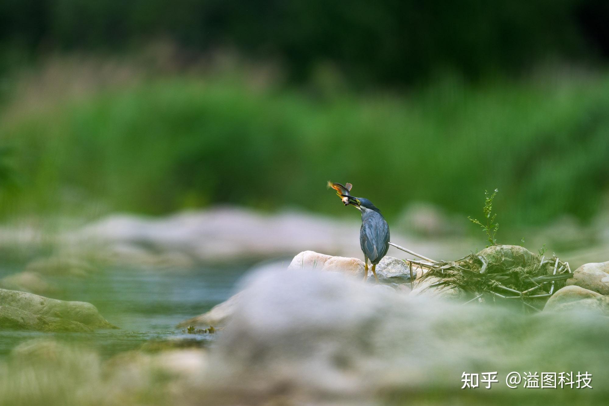 尼康Z 180-600mm f/5.6-6.3 VR试拍体验 - 知乎